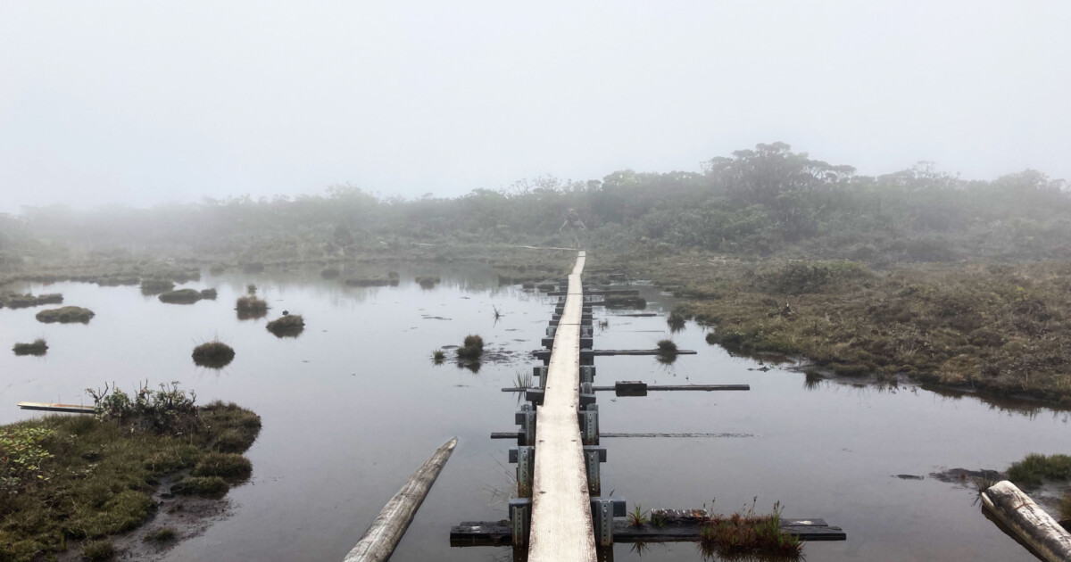 Kauai's Alakai Swamp Trail - Unveiling Koke'e Hidden Wonders ...