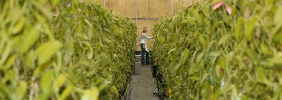 Vanilla Luncheon and Farm Tour - Adventure Tours Hawaii