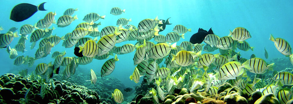 Hilo Ocean Adventures - Adventure Tours Hawaii