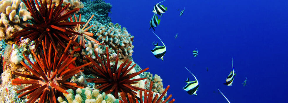 Hilo Beach Scuba Dive Tour - Adventure Tours Hawaii