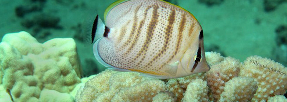 Hilo Dolphin View & Reef Snorkel Boat - Adventure Tours Hawaii