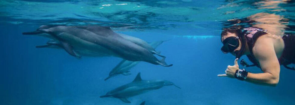 Swim with Wild Dolphins - Adventure Tours Hawaii