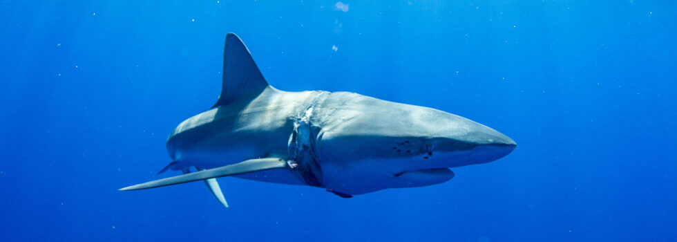 North Shore Shark Cage Diving - Adventure Tours Hawaii