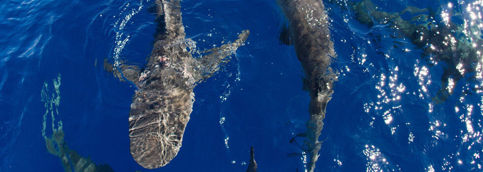 North Shore Shark Cage Diving - Adventure Tours Hawaii