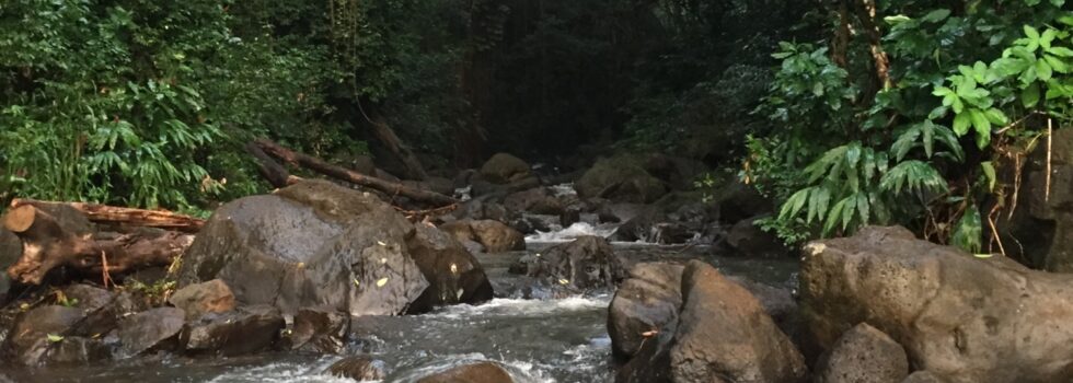 Shuttle to Manoa Falls - Adventure Tours Hawaii