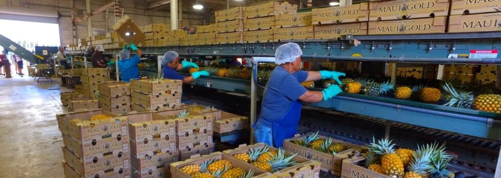 Pineapple Plantation Tour - Adventure Tours Hawaii