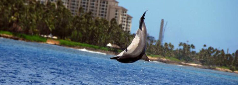 Ko'Olina Snorkel Catamaran Dolphin Tour - Adventure Tours Hawaii
