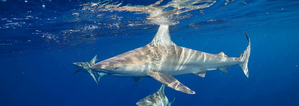 Shark Snorkeling without the Cage - Adventure Tours Hawaii