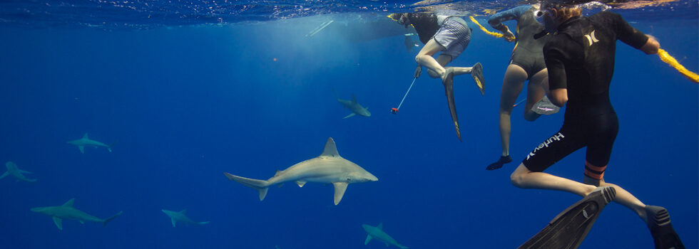 Shark Snorkeling without the Cage - Adventure Tours Hawaii