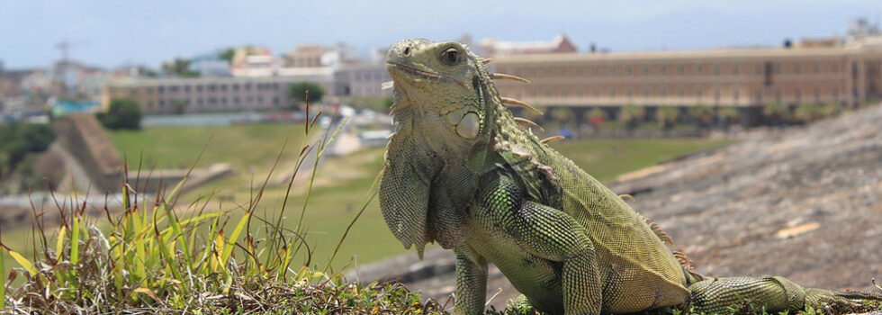 The Best Puerto Rico Tours and Activities - Adventure Tours