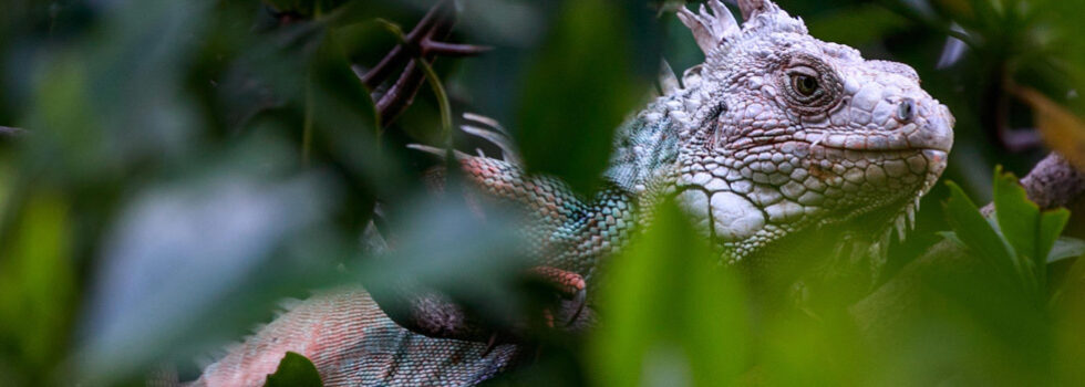 Guided Tour of the Rainforest in Puerto Rico - Adventure Tours